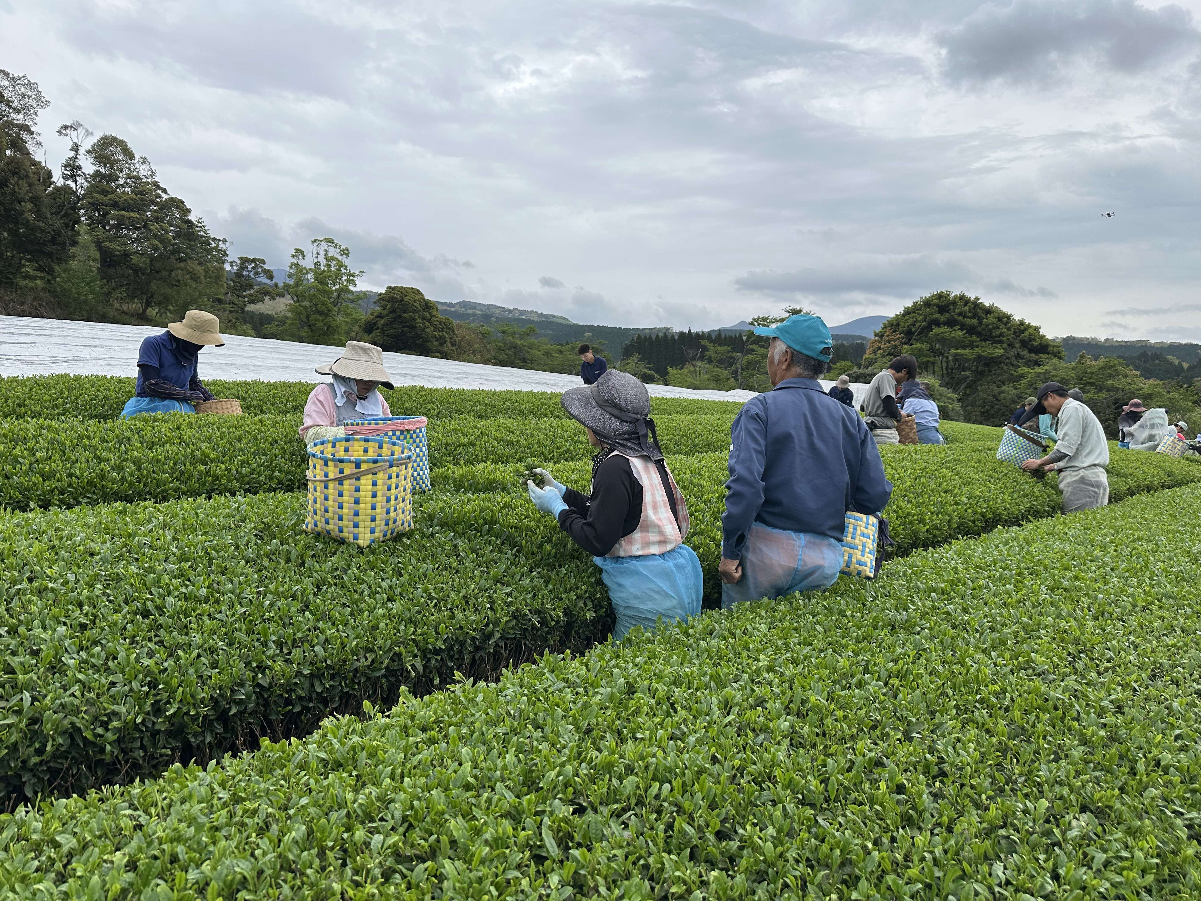 DōMatcha® and Quality – DōMatcha - Canada